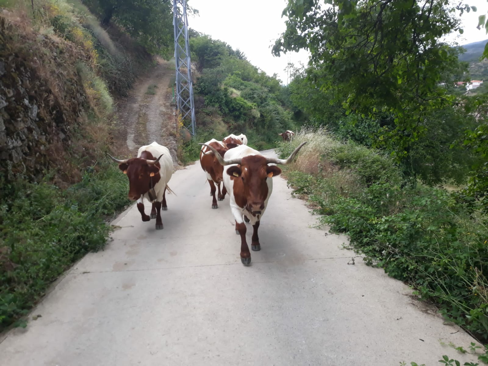 Ayudas a infraestructuras en superficies pastables de Castilla y León ...